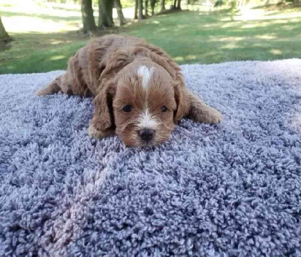 Cavapoo Puppy for sale - Pups N Stuff