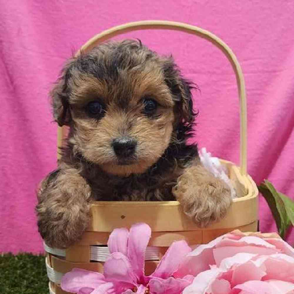 Yorkie-Poo Puppy for sale - Pups N Stuff