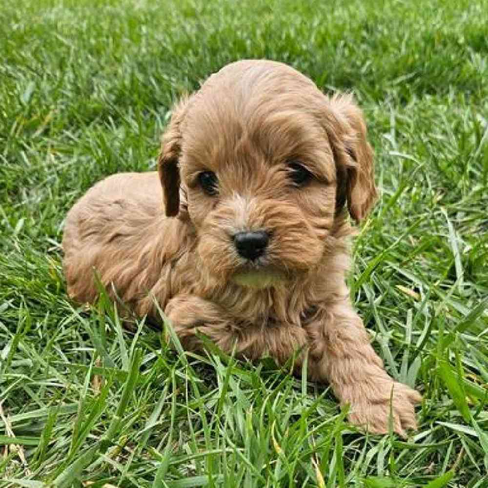 Cavapoo Puppy for sale - Pups N Stuff