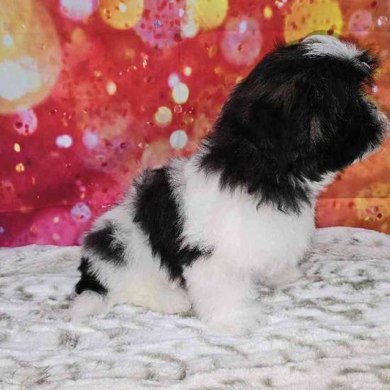 Puppy for Sale - Pups N Stuff