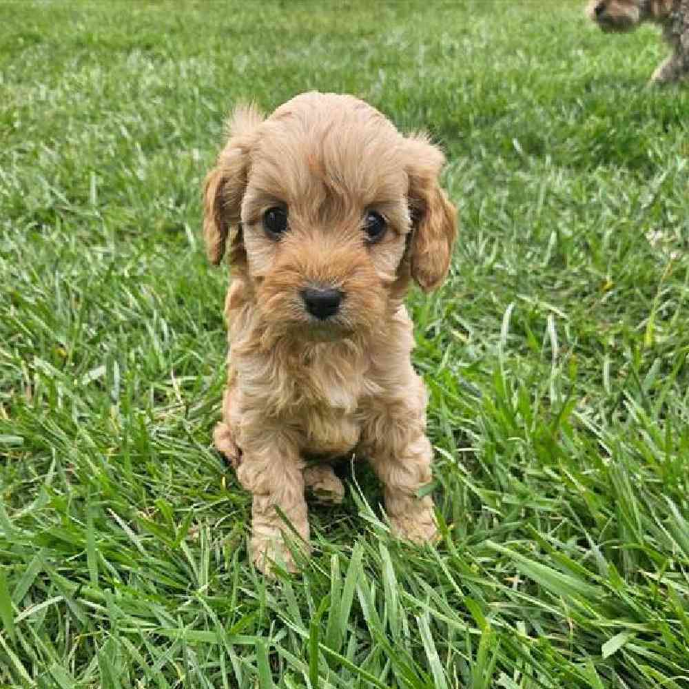 Cavapoo Puppy for sale - Pups N Stuff